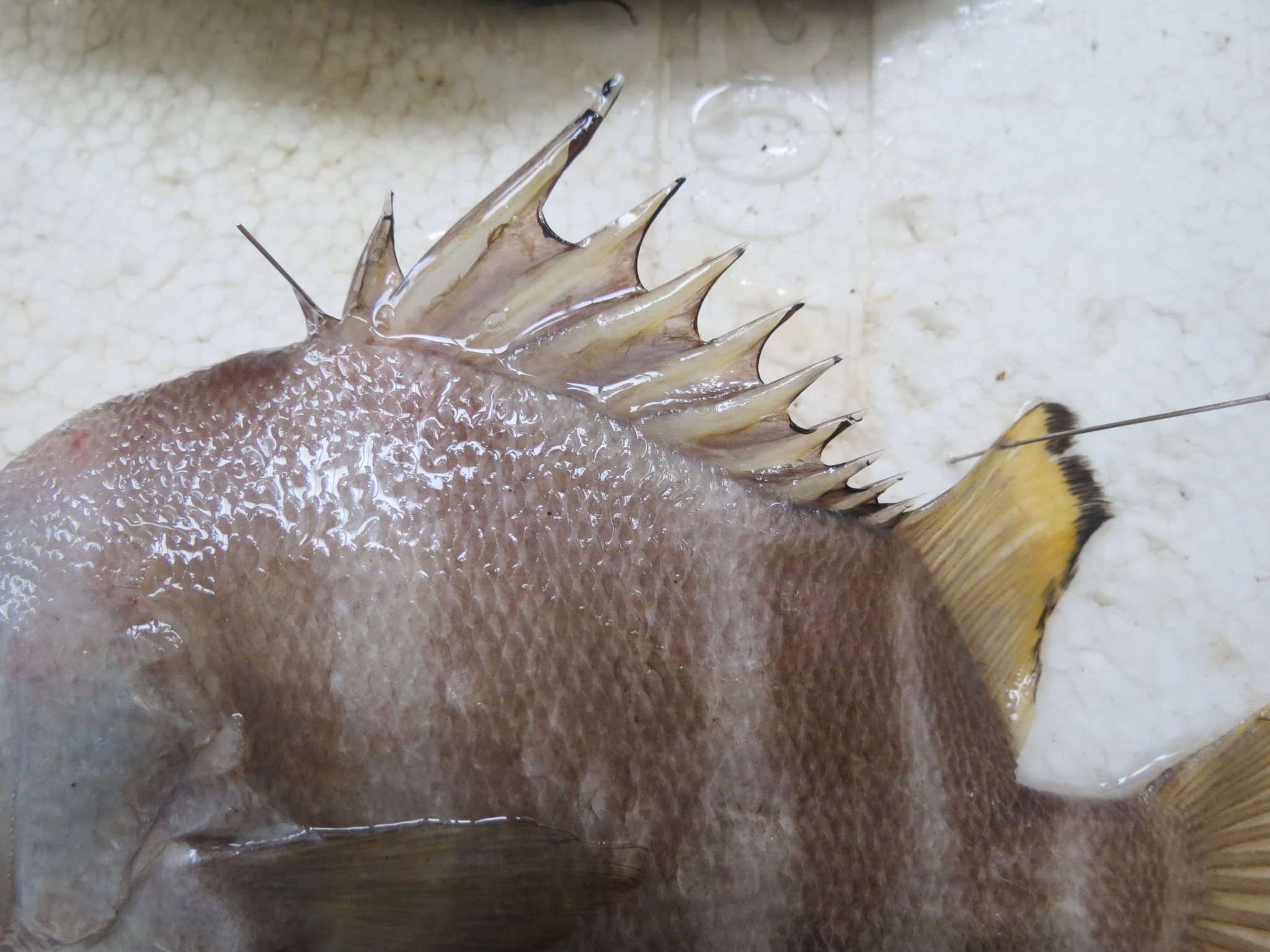Hapalogenyidae