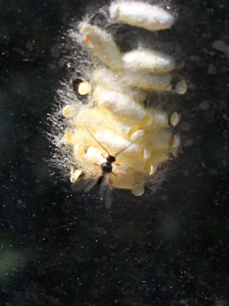 Cabbage White Parasitoid Wasp from Churchill Road, Southern Suburbs, WC ...