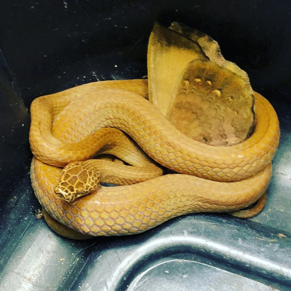 Uganda House Snake from Djomo, Central African Republic on September 18 ...