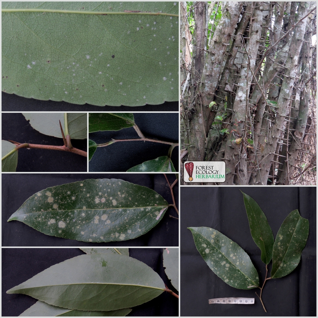 (Scolopia macrophylla) - Botanical Realm