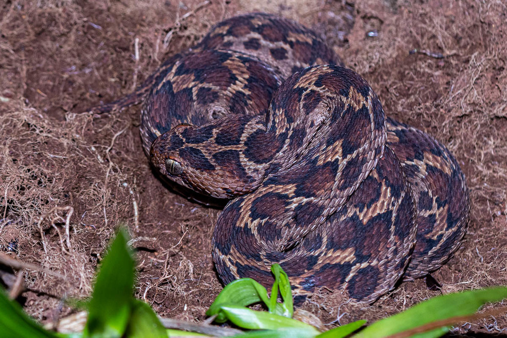 Indian saw-scaled viper from Bhagwan Mahaveer Sanctuary, Goa 403410 ...