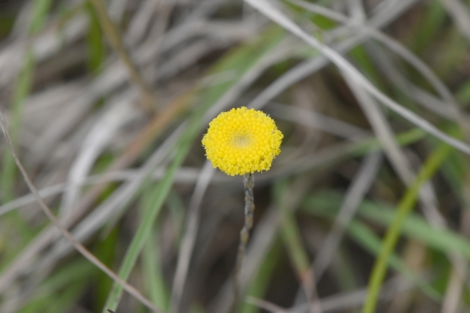 Scaly-buttons from Murgheboluc VIC 3218, Australia on October 11, 2021 ...