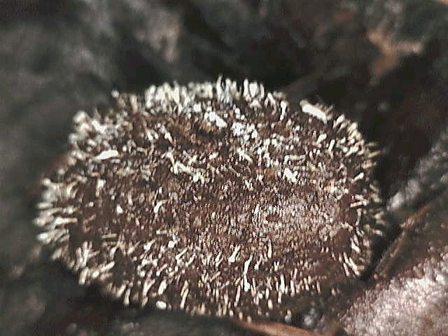 Penicillium from 6M47+C5 Mulgoa Nature Reserve, Mulgoa NSW 2745 ...