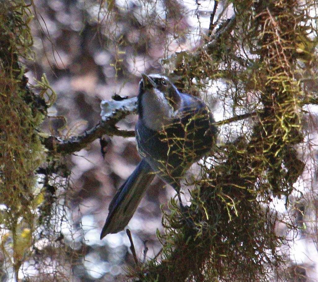 Dwarf Jay (Cyanolyca nanus) - Avian Discovery