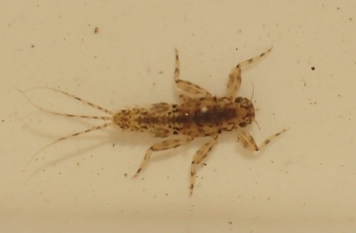 Genus Lithogloea · iNaturalist