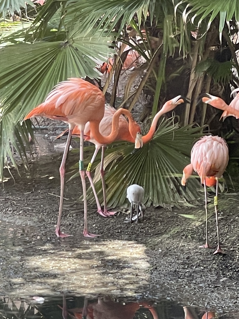American Flamingo from XCARET, Солидаридад, QROO, MX on August 16, 2021 ...