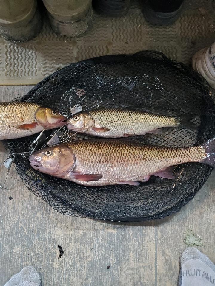 Fallfish from Coos County, US-NH, US on October 9, 2021 by daggity ...