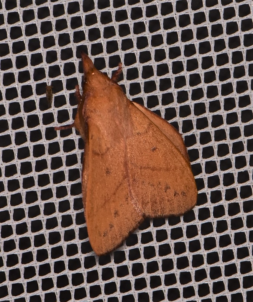wattle snout moth from Cundletown NSW 2430, Australia on October 10 ...