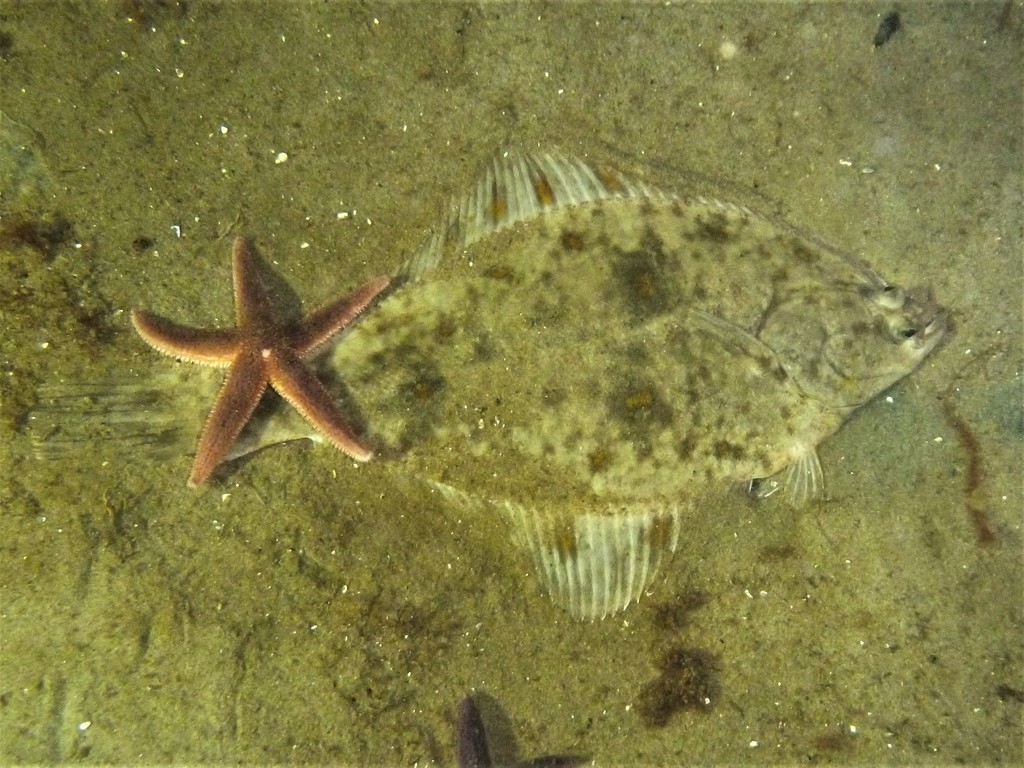 European Flounder (Platichthys flesus) - Marine Life Identification