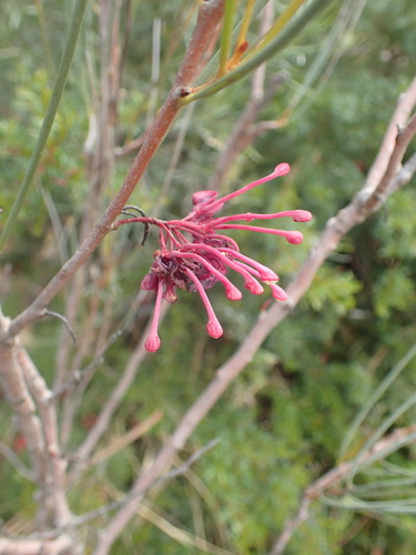 Hakea strumosa · iNaturalist