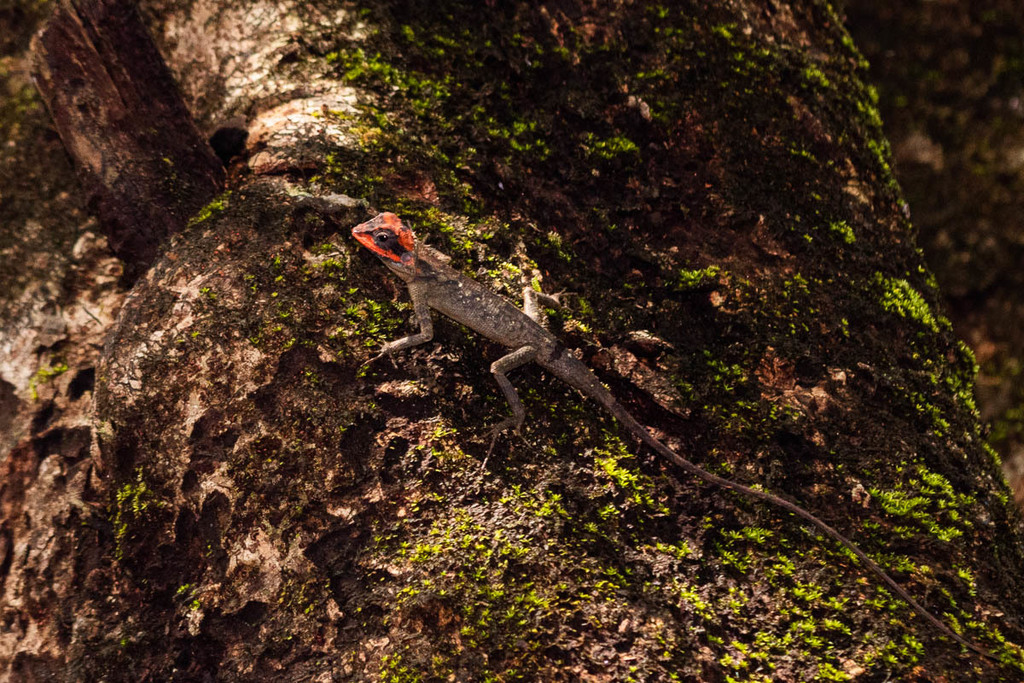Roux's Forest Lizard from Bondla Sanctuary - Goa 403105, India on ...