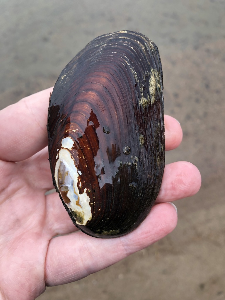 Eastern Elliptio from Lac Vert, Hébertville, QC, CA on October 10, 2021 ...