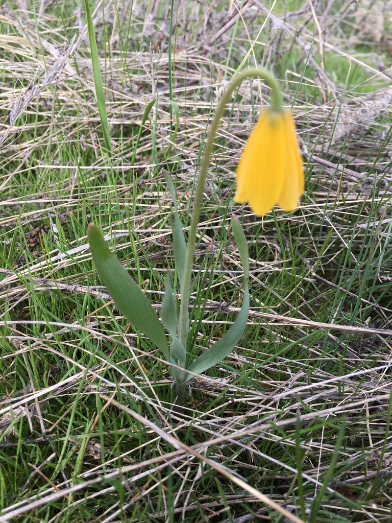 yellow fritillary from 200 S 4th St W, Missoula, MT, US on April 25 ...