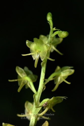 Crepidium acuminatum · NaturaLista Colombia
