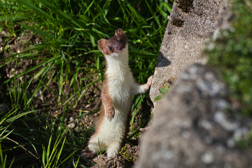 Eurasian Stoat (Mustela erminea) - Know Your Mammals