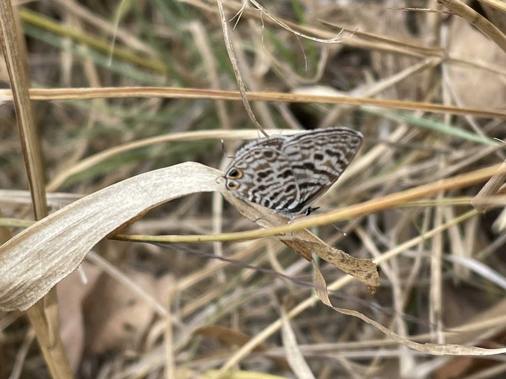 Common Blues from Kameza, Blantyre, Province du Sud, MW on October 11 ...