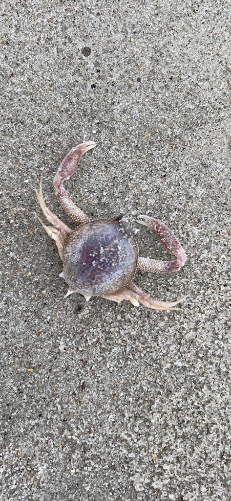 Speckled Purse Crab from Horry County on October 11, 2021 at 11:24 AM ...