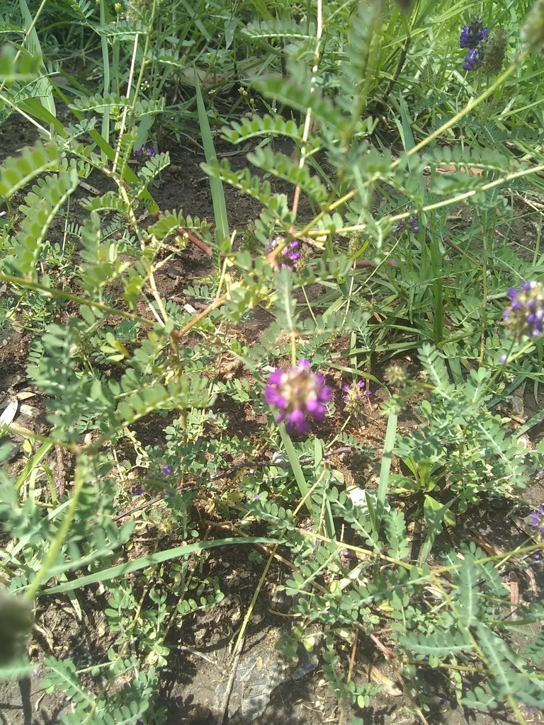 Silver Prairie Clover from La Perla, Cuautitlán Izcalli, Méx., México ...