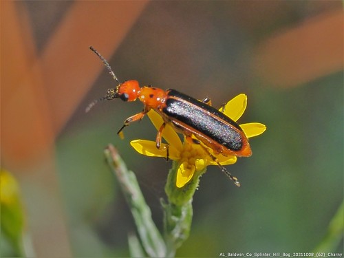 Edged Blister Beetle (Pyrota limbalis) · iNaturalist