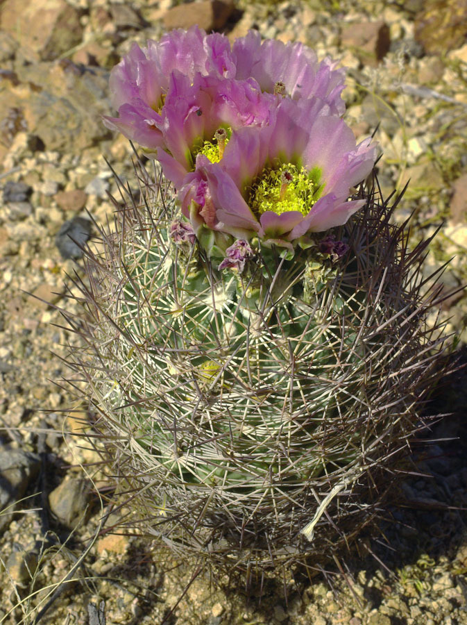 Acuña Cactus in April 2008 by hankjorgensen · iNaturalist