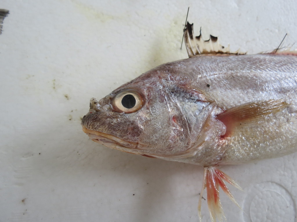 Johnius distinctus from Taipei, TW-TP, TW-NT, TW on November 3, 2016 at ...