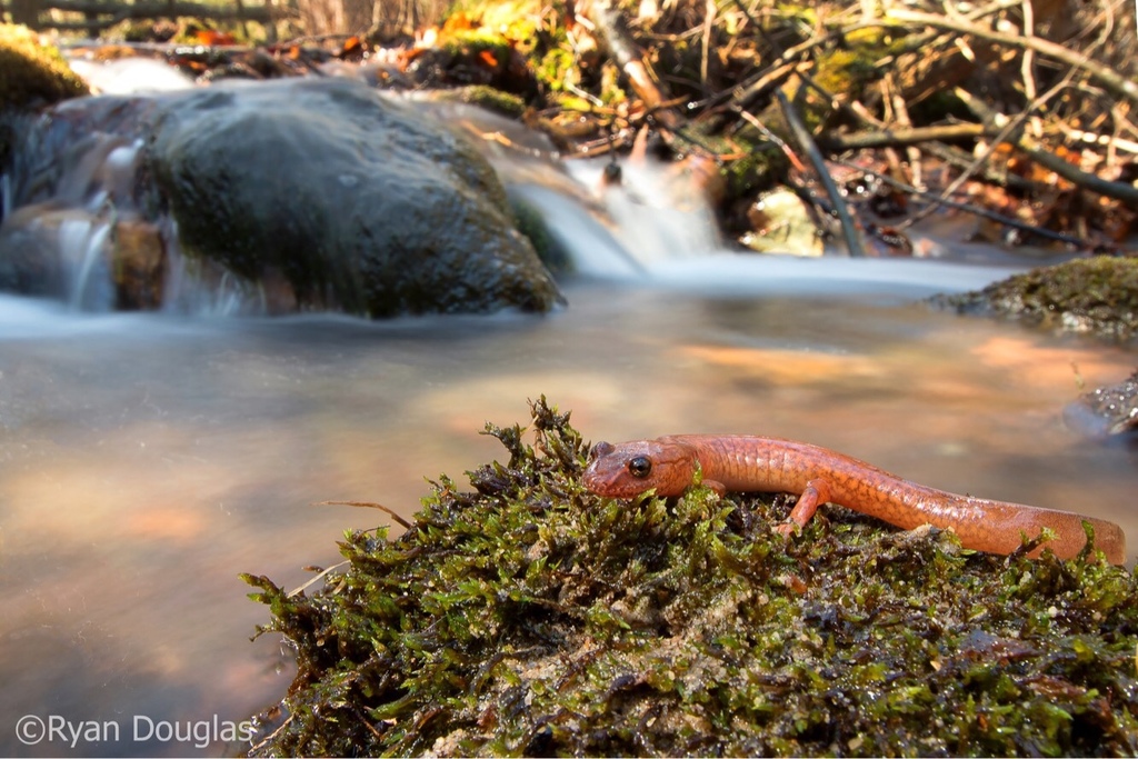 Northern Spring Salamander in April 2018 by R · iNaturalist