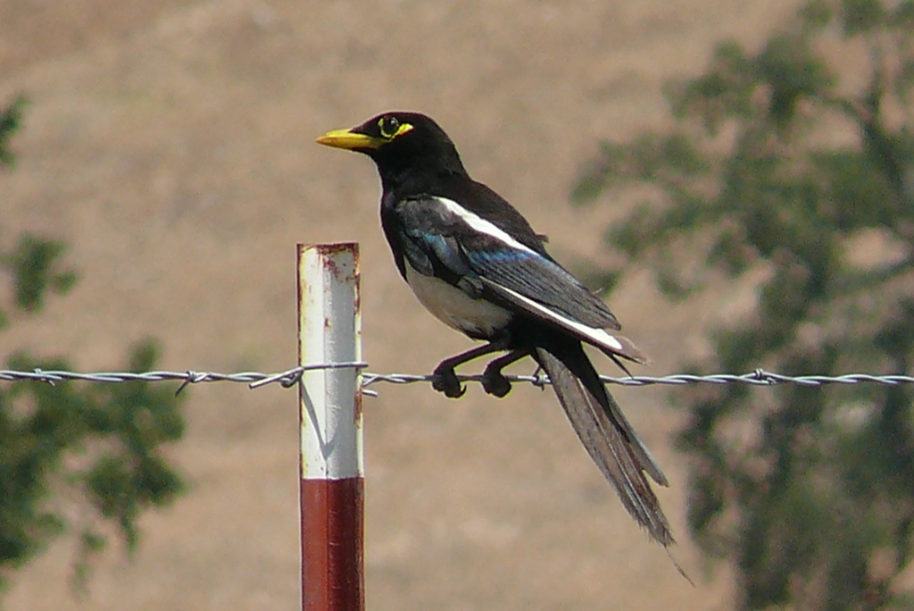 Yellow-billed Magpie (Corvids of the US) · iNaturalist