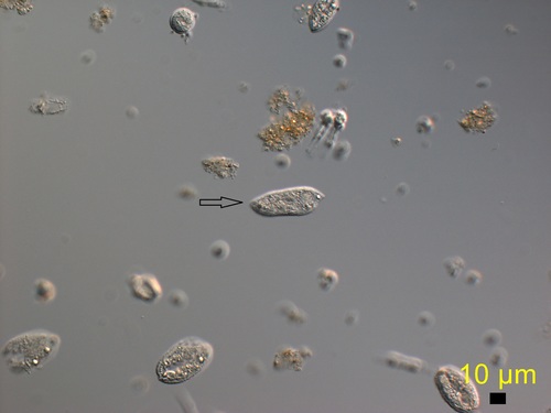 Cryptomonas rostratiformis · iNaturalist