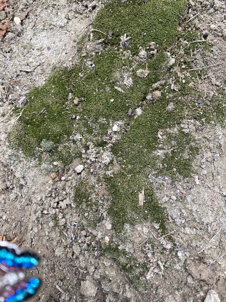 Pottiaceae from California State University - Fullerton, Fullerton, CA ...