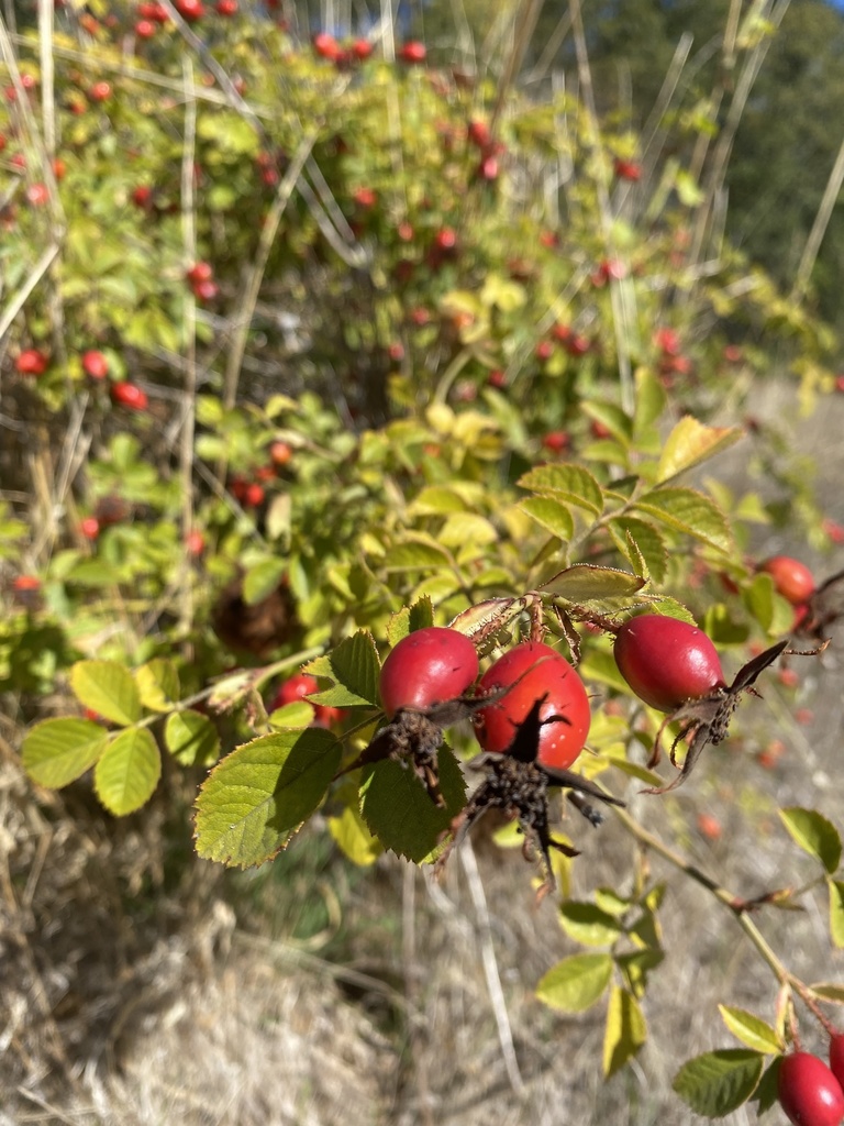 roses from Howard Buford Recreation Area, Springfield, OR, US on ...
