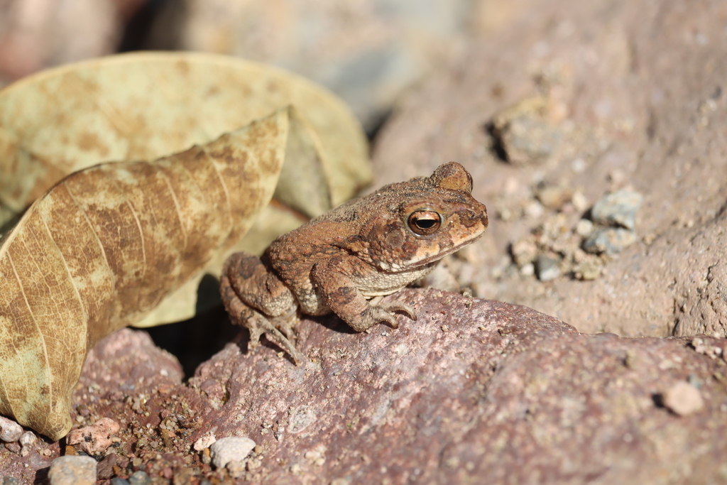 Marbled Toad from Concordia Municipality, Sinaloa, Mexico on October 10 ...
