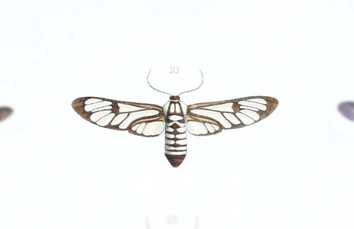 Caeneressa melas · iNaturalist