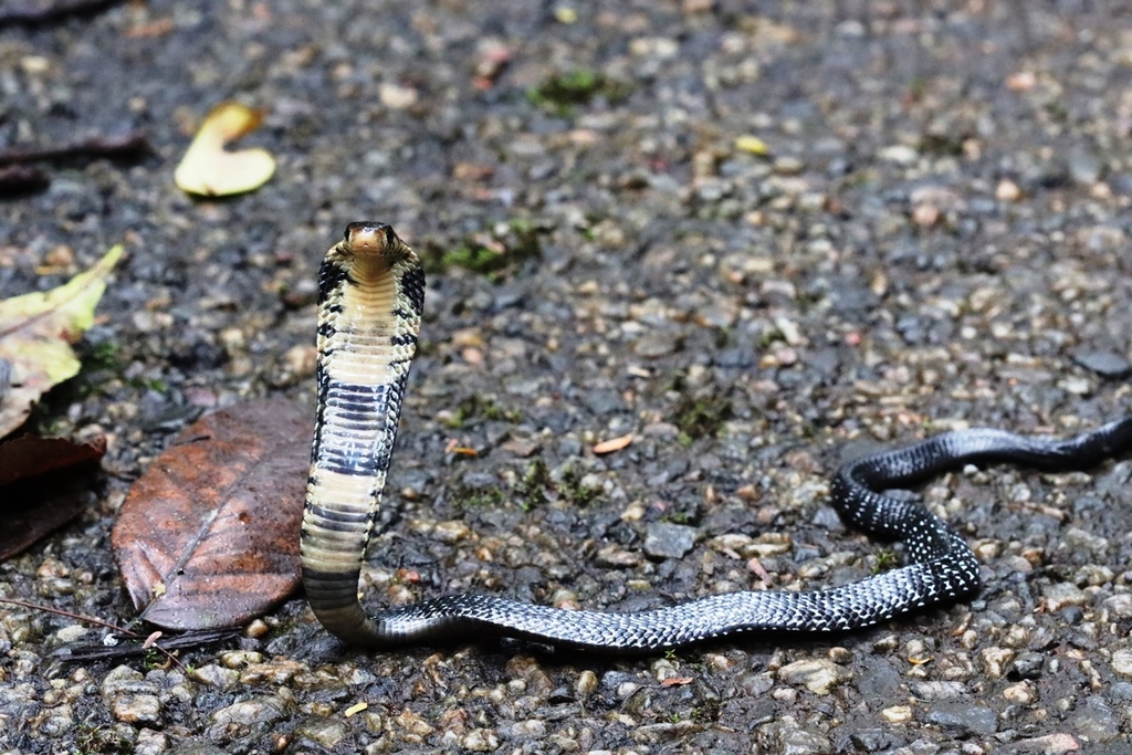 Black Forest Cobra (Naja guineensis) - Snakes and Lizards
