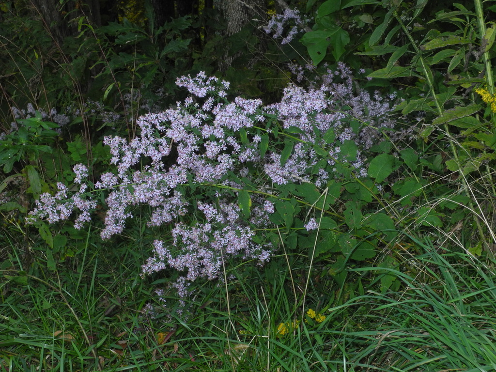 Common Blue Wood Aster from Macon County, NC, USA on October 11, 2021 ...