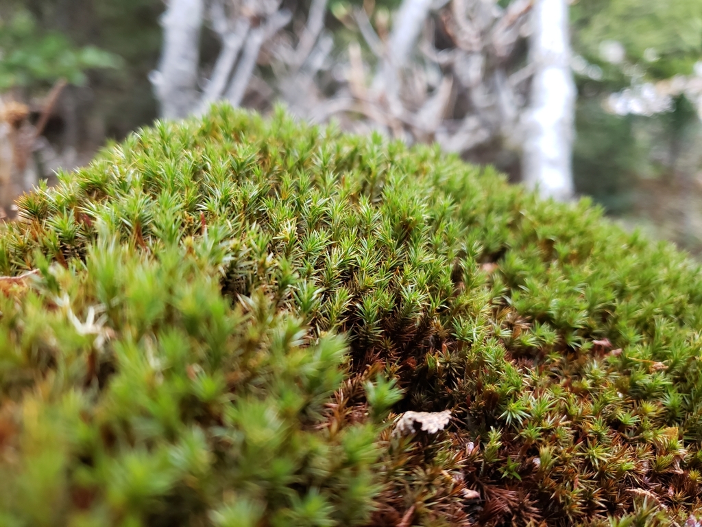 Bog Haircap Moss from Isla Navarino, Cabo de Hornos, Magallanes y la ...
