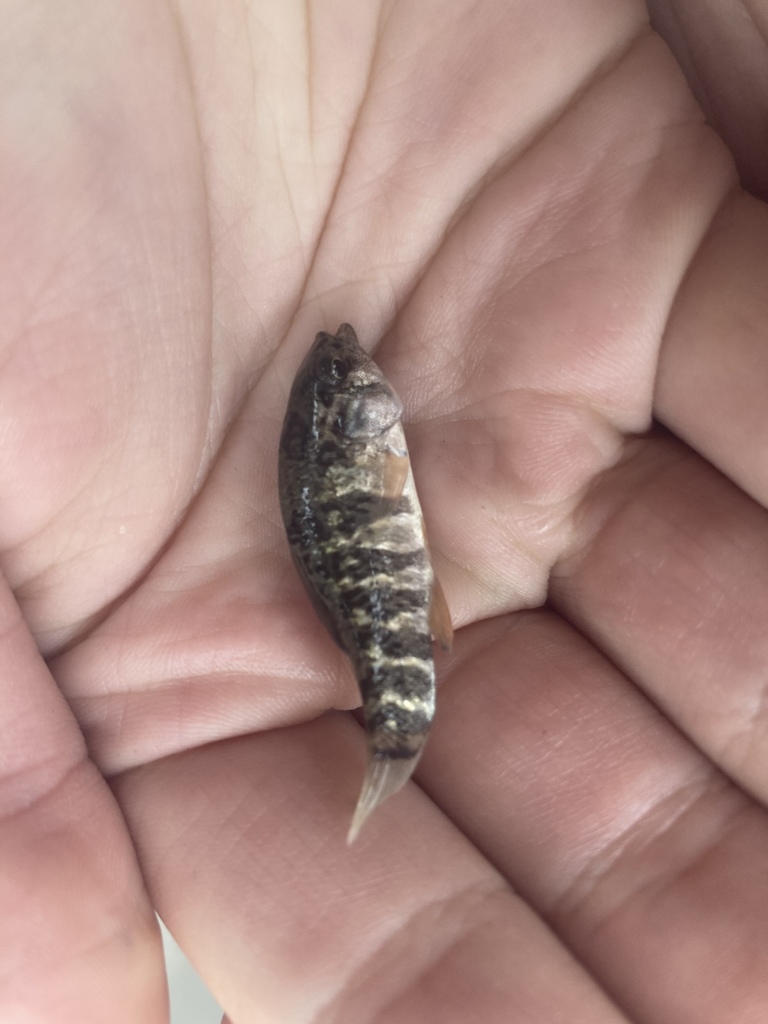 Sheepshead Minnow from Shell Pile, Wildwood, NJ, US on October 11, 2021 ...
