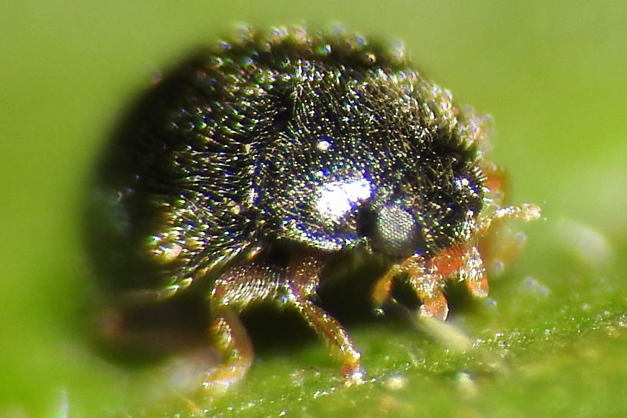 Stethorus pusillus (Herbst, 1797)