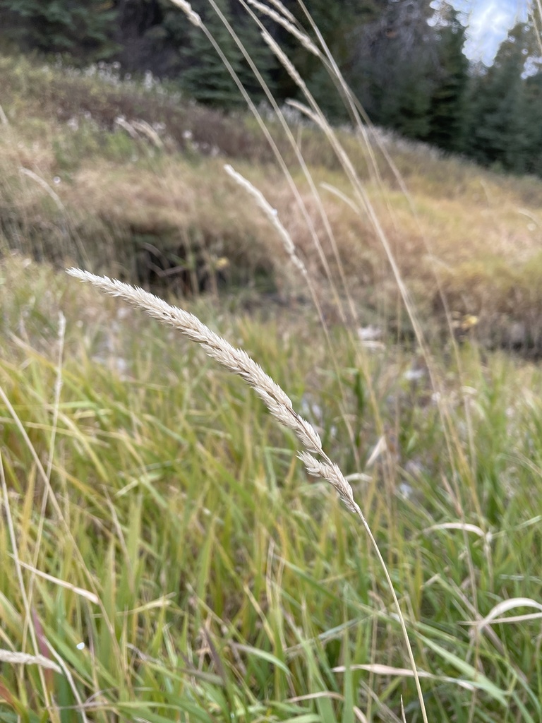 reed canary grass from 32 St, Red Deer, AB, CA on October 11, 2021 at ...