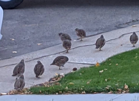 Gray Partridge from Downtown, Edmonton, AB, Canada by msmitshoek ...