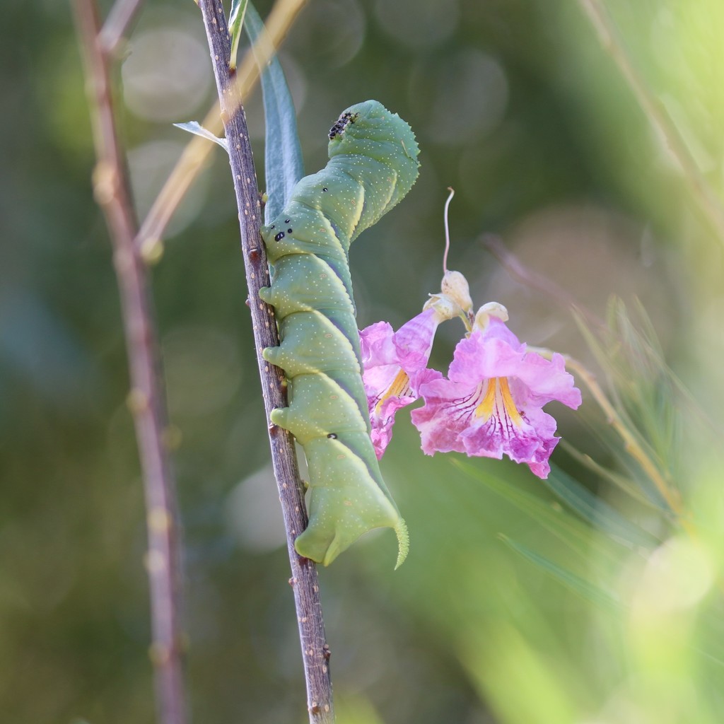 Rustic Sphinx from Canoa Ranch, AZ, USA on October 10, 2021 at 11:36 AM ...
