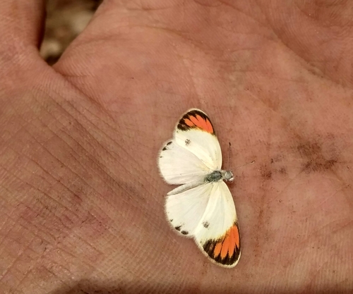Subspecies Colotis daira stygia · iNaturalist