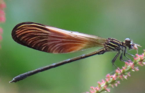 Polythore boliviana · iNaturalist