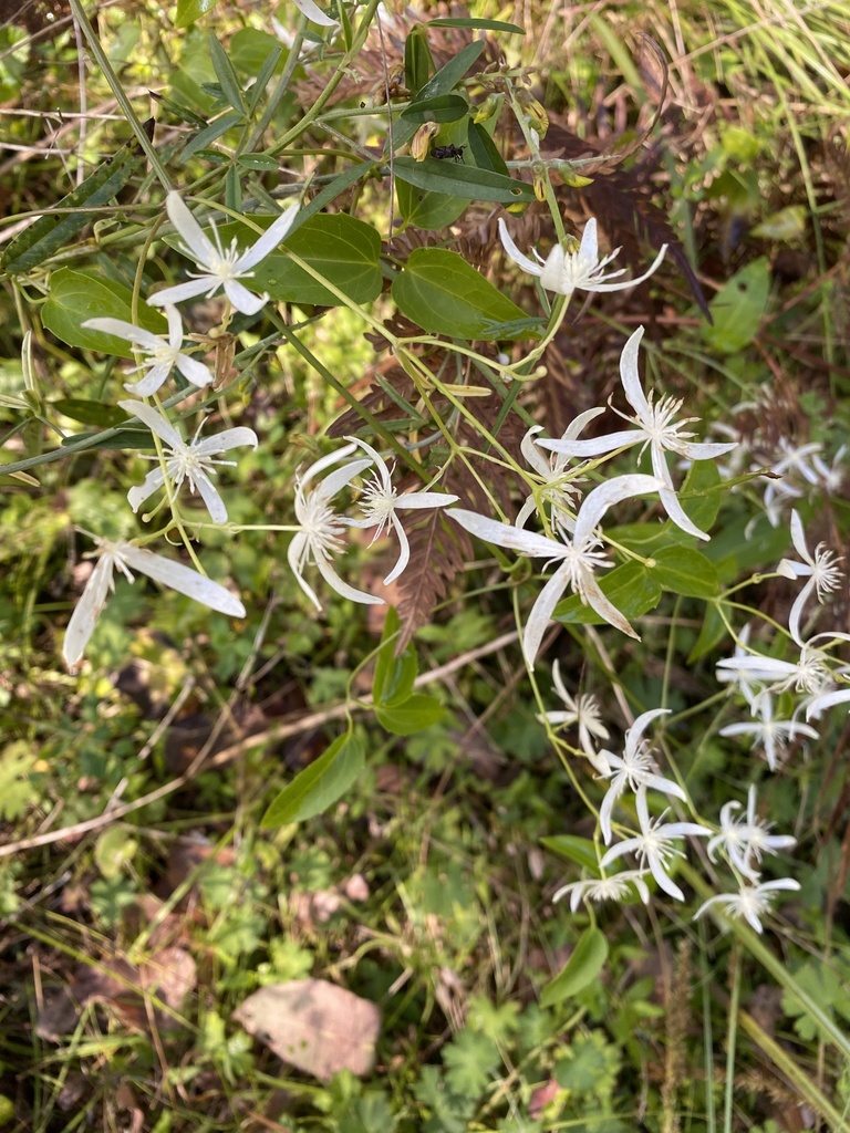 Australian Clematis in October 2021 by kamalared. Id based on updated ...