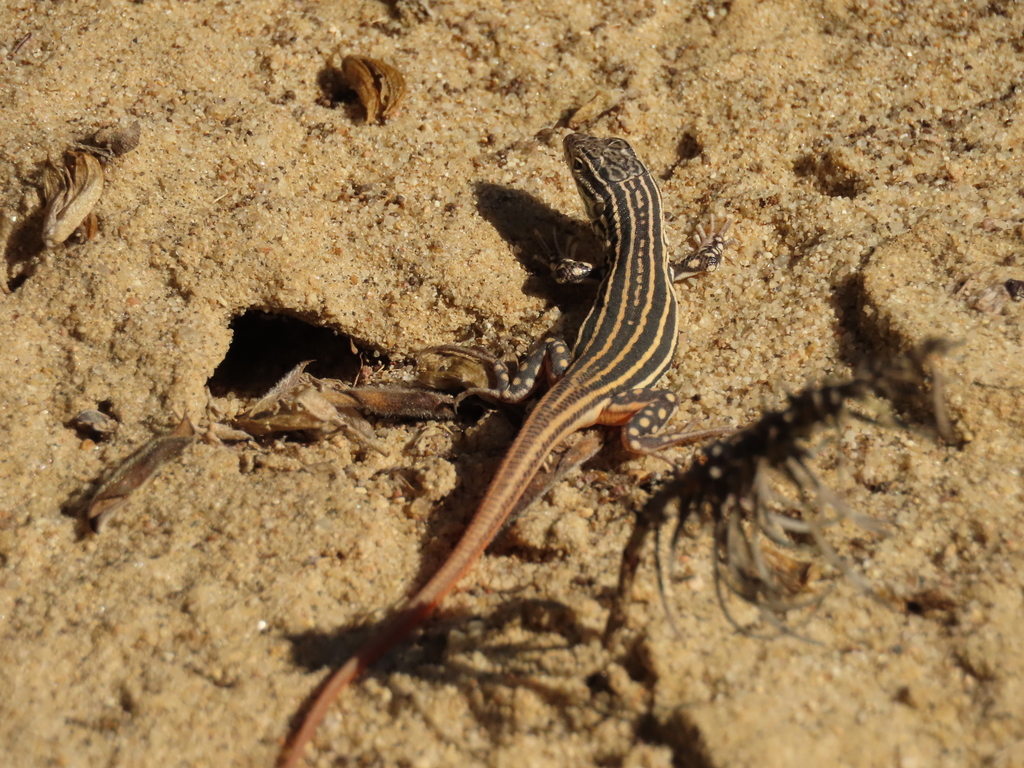 Spiny-footed Lizard from Sesimbra, Portugal on October 10, 2021 at 04: ...