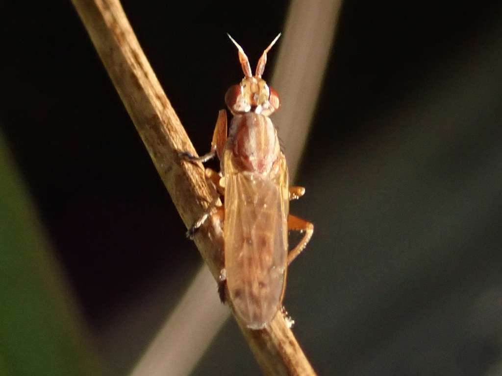 Marsh Flies from Solnechnogorskiy rayon, Moskva, Russia on October 11 ...