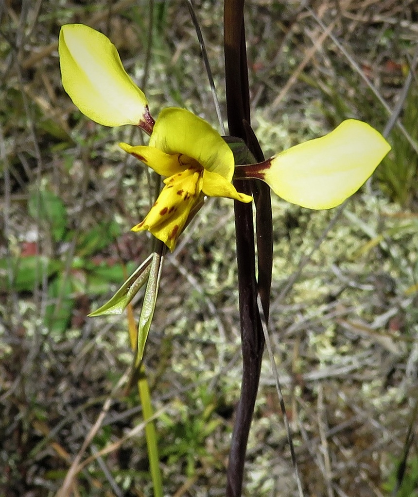 Double Tails in October 2021 by Chris Jonkers · iNaturalist