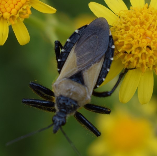 Bee Assassins from Las Colonias, Santa Fe, Argentina on October 11 ...