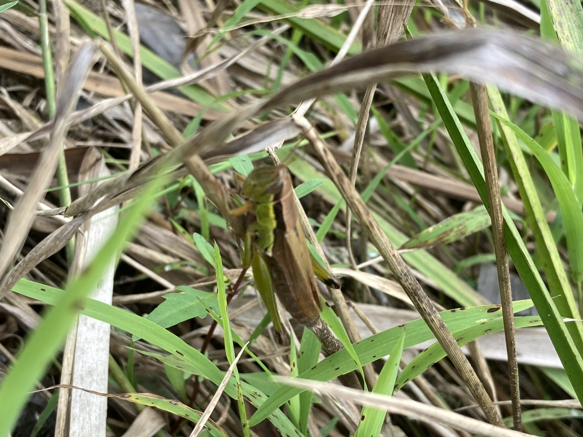Oxya velox (Fabricius, 1787)