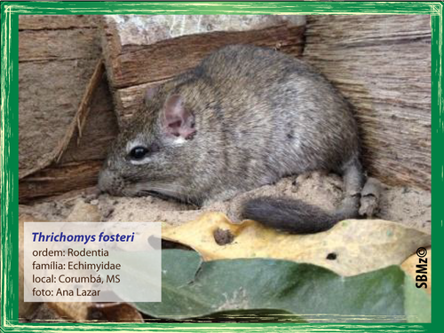 Paraguayan Punaré (Thrichomys pachyurus) · iNaturalist