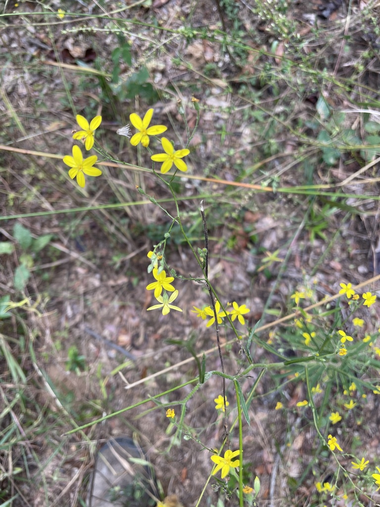 Slender Scratch Daisy (Croptilon divaricatum) - Botanical Realm